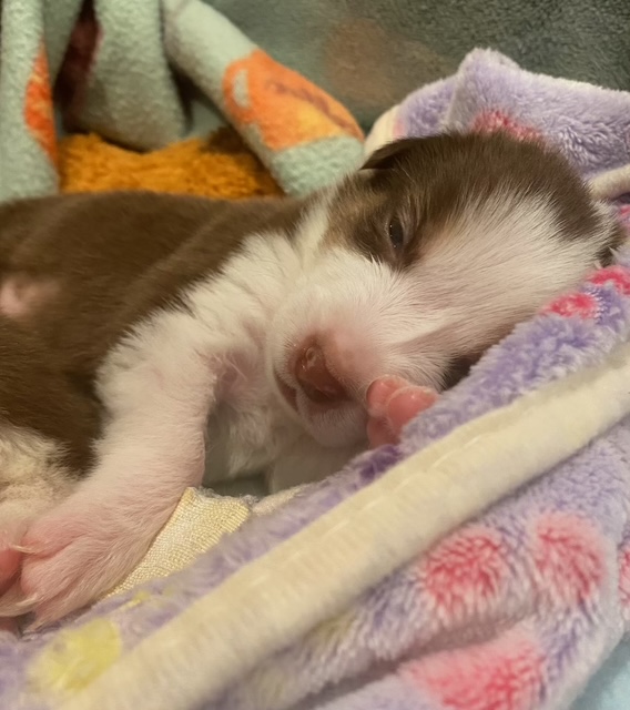 Loretta's Fight: A Case Study on Fading Puppy Syndrome and How to ...