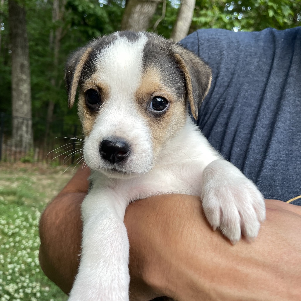 How to Handle Singletons: Raising a Solo Puppy Without a Litter ...