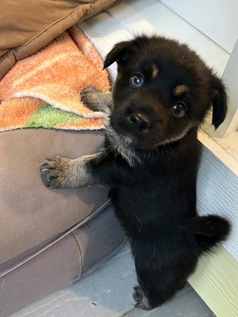 Why Does My Dog Have Two Different Colored Eyes? Understanding Canine ...
