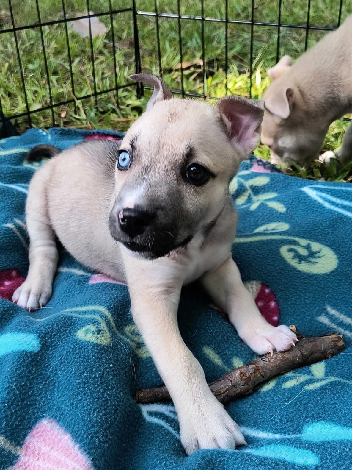 Why Does My Dog Have Two Different Colored Eyes? Understanding Canine ...