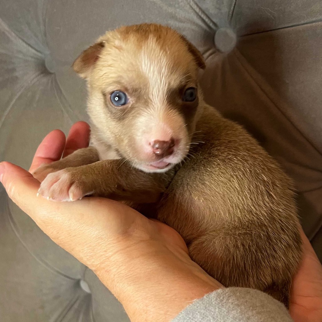 Miracle Milk: Our High-Calorie Formula for Orphaned Newborn Puppies ...